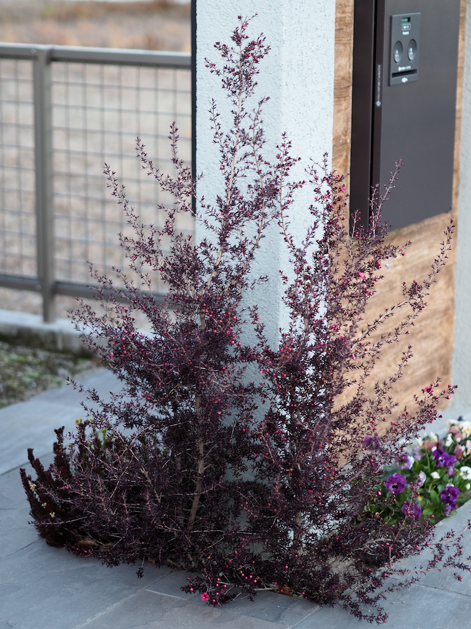 ギョリュウバイは意外と大きくなる！秋〜春の成長具合の実例を紹介！ | 2.5坪の庭blog