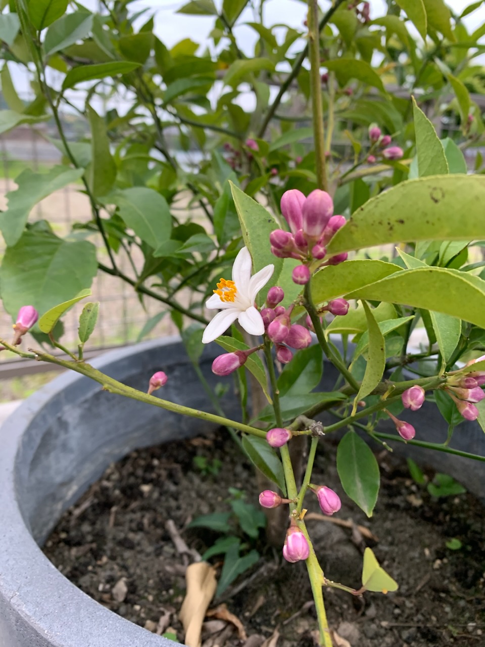 レモンの花に雌しべが無い？！実際の写真を紹介&原因を解説 | 2.5坪の庭blog